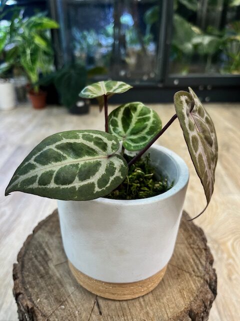 Anthurium Zara x Michelle (by DocBlock) – VarieGarden