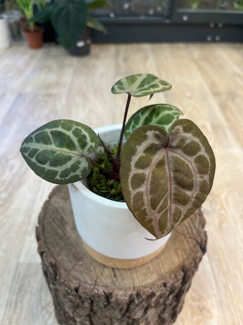 Anthurium Zara x Michelle (by DocBlock) – VarieGarden