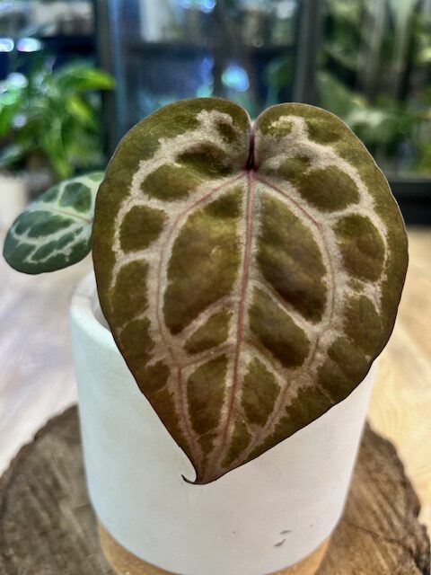 Anthurium Zara x Michelle (by DocBlock) – VarieGarden