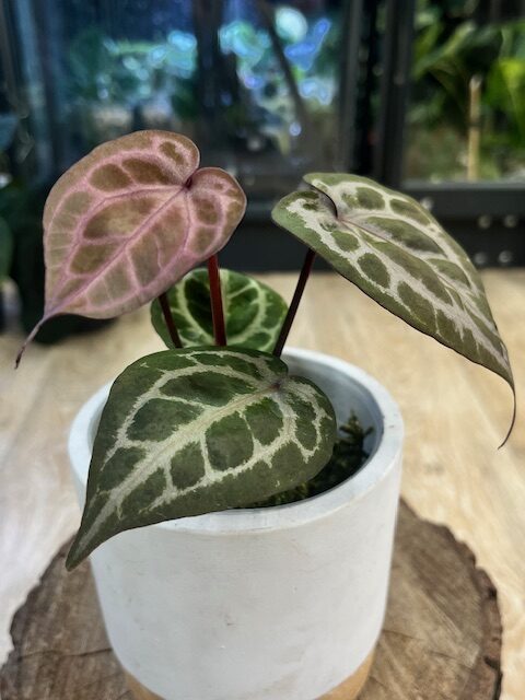 Anthurium Zara x Michelle (by DocBlock) – VarieGarden