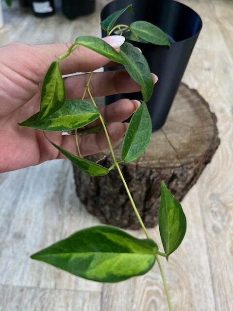 Hoya dennissi Frida (variegata) – VarieGarden