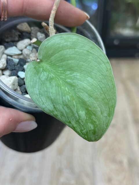 Scindapsus Exotica 'Hologram’ – VarieGarden