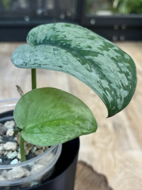 Scindapsus Exotica 'Hologram’ – VarieGarden