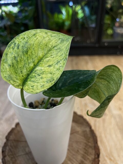 Scindapsus Exotica 'Hologram’ – VarieGarden