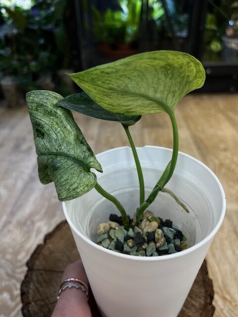 Scindapsus Exotica 'Hologram’ – VarieGarden