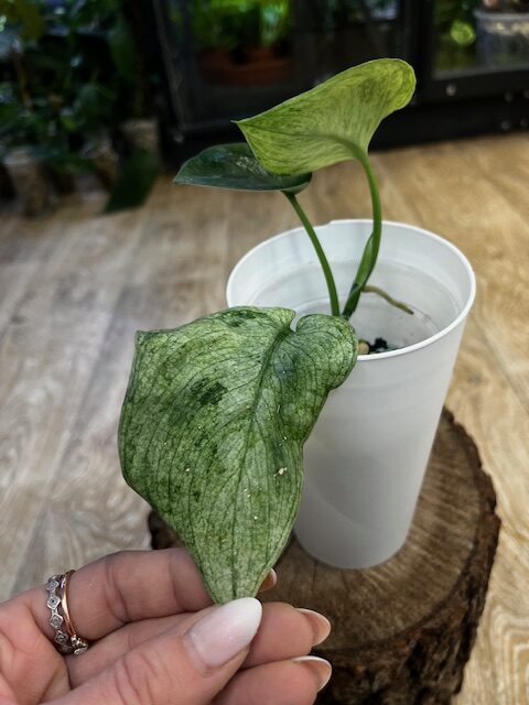 Scindapsus Exotica 'Hologram’ – VarieGarden