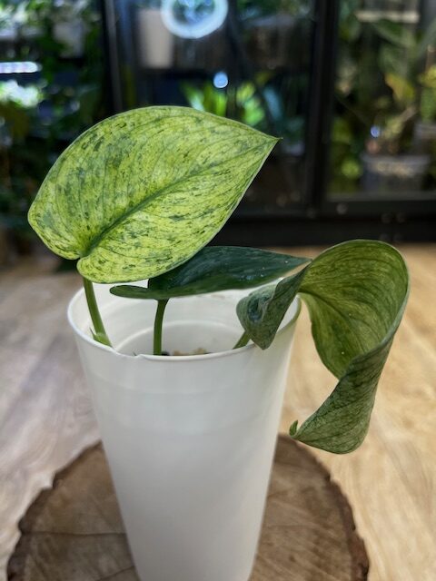 Scindapsus Exotica 'Hologram’ – VarieGarden