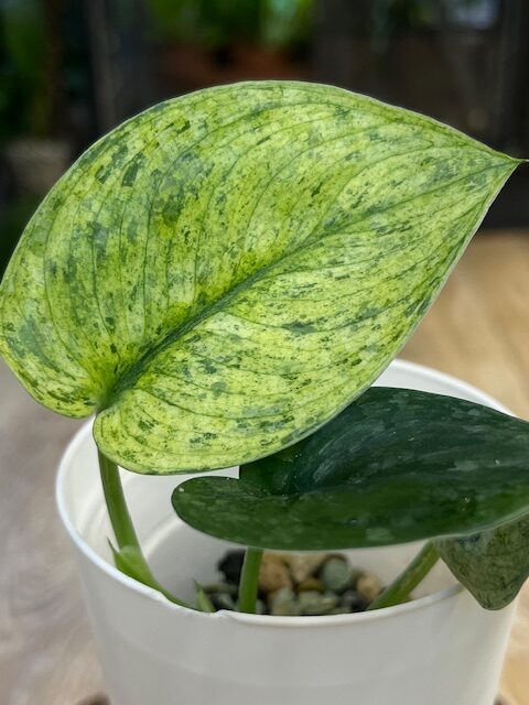 Scindapsus Exotica 'Hologram’ – VarieGarden
