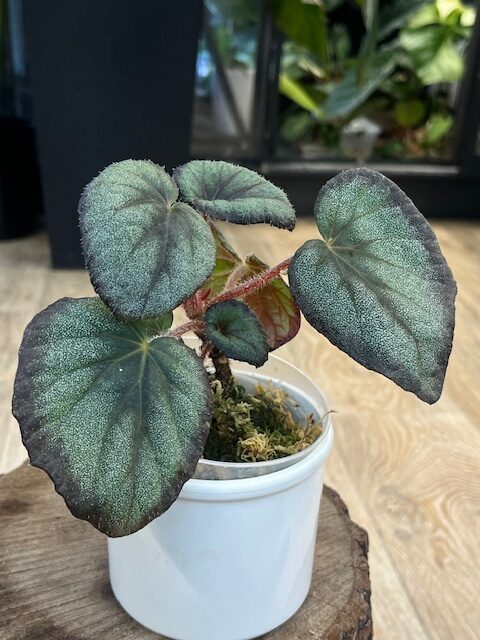 Begonia 'Flamingo Soul’ – VarieGarden