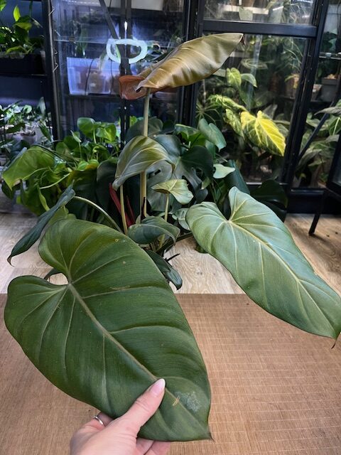 Philodendron Summer Glory #1 – VarieGarden